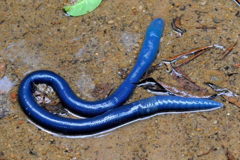 13 Weird Worms - Weird Worm