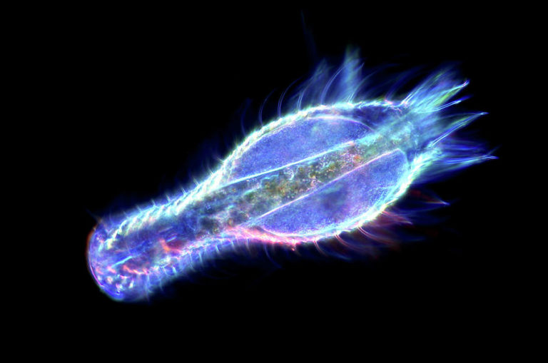 13 Weird Worms - Weird Worm