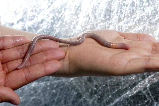 13 Weird Worms - Weird Worm