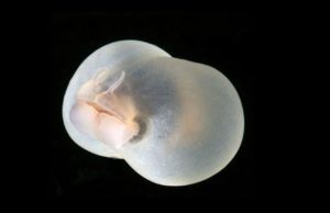 13 Weird Worms - Weird Worm