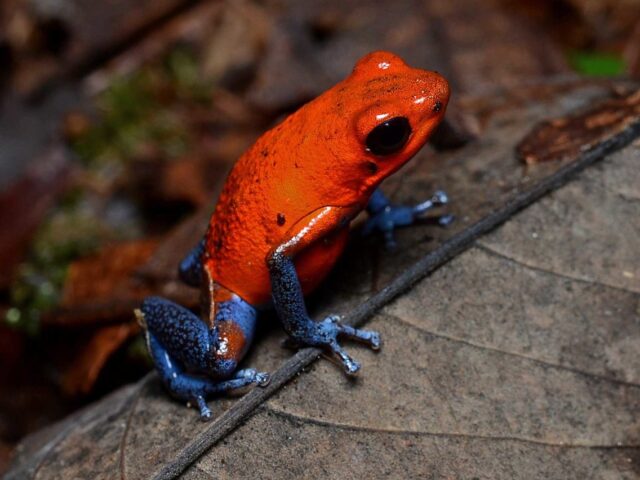 16 Small but Terrifying Creatures - Weird Worm