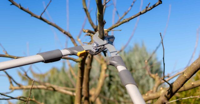 5 Reasons why you need a professional tree lopper - Weird Worm