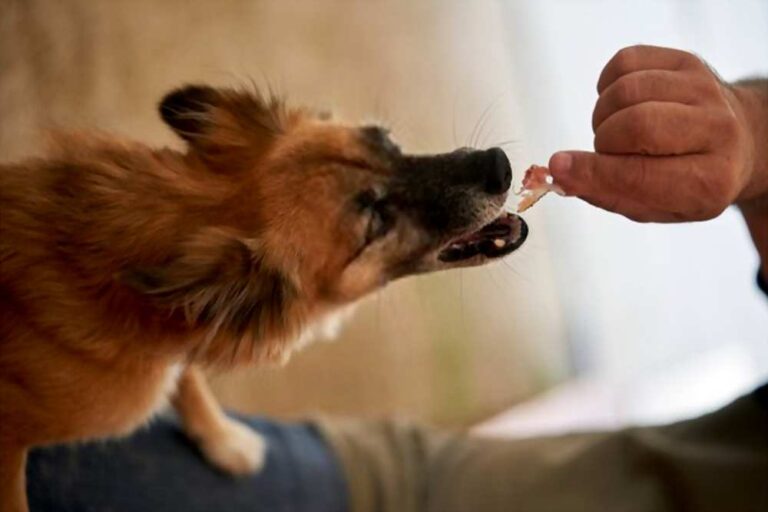 5 Things To Know About Feeding Your Dog With Ham - Weird Worm