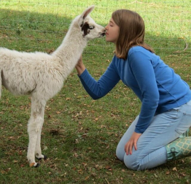 5 Reasons To Visit A Llama Farm With Your Kids - Weird Worm