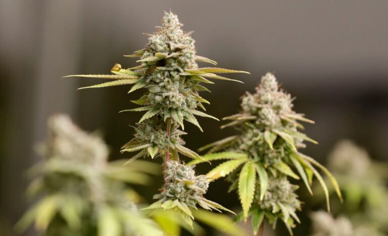 What's So Special About Pluto Marijuana Strain? 5 Things to Know - Weird Worm